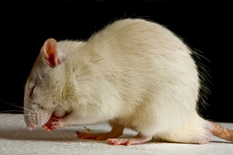 White rat stock photo. Image of feeds, furry, nibbling - 8233392