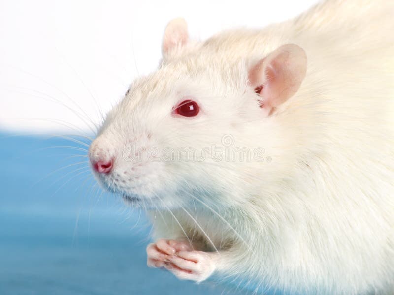 White rat stock image. Image of funny, white, rats, standing - 3175833