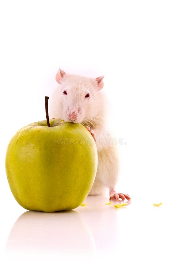 White Rat and apple stock image. Image of isolated, funny - 11868891