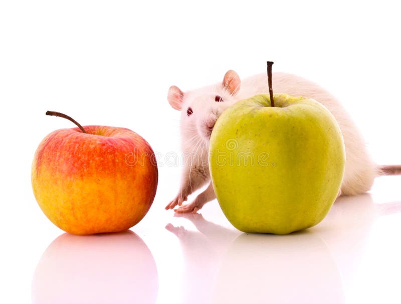 White Rat and apple stock image. Image of food, mouse - 11868903
