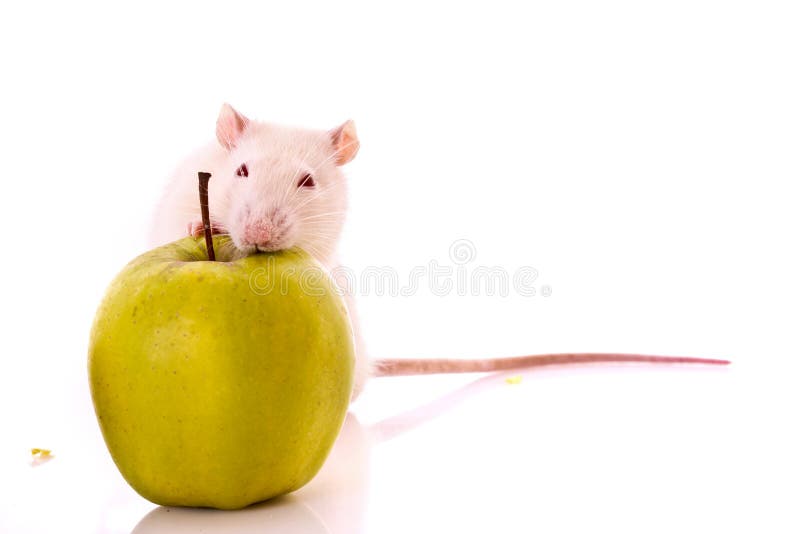 White Rat and Apple Isolated Stock Photo - Image of rodent, apple: 11868930