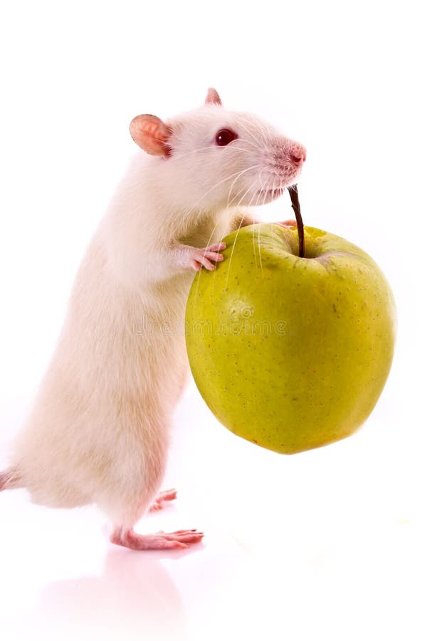 White Rat and Apple Isolated Stock Image - Image of rodent, animal ...