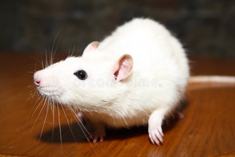White rat stock photo. Image of background, pest, detail - 43465080