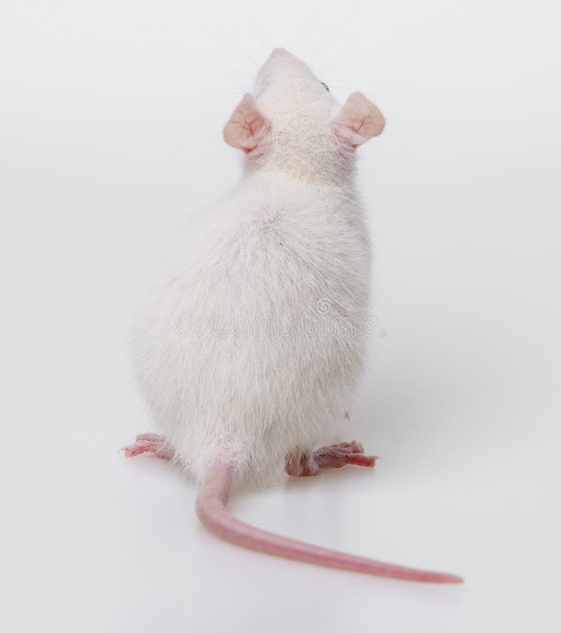 A white rat stock photo. Image of food, bacteria, funny - 30420922