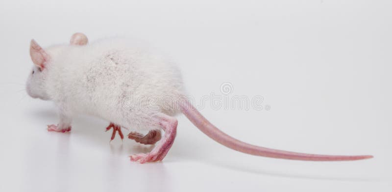 White Rat Back Side Royalty Free Stock Photography - Image: 30420917