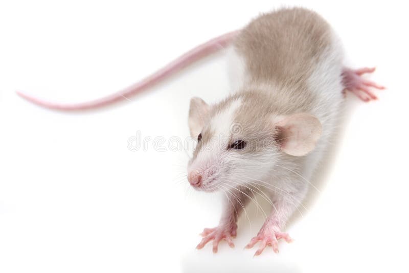 White rat stock image. Image of isolation, rodent, mouse - 30461569