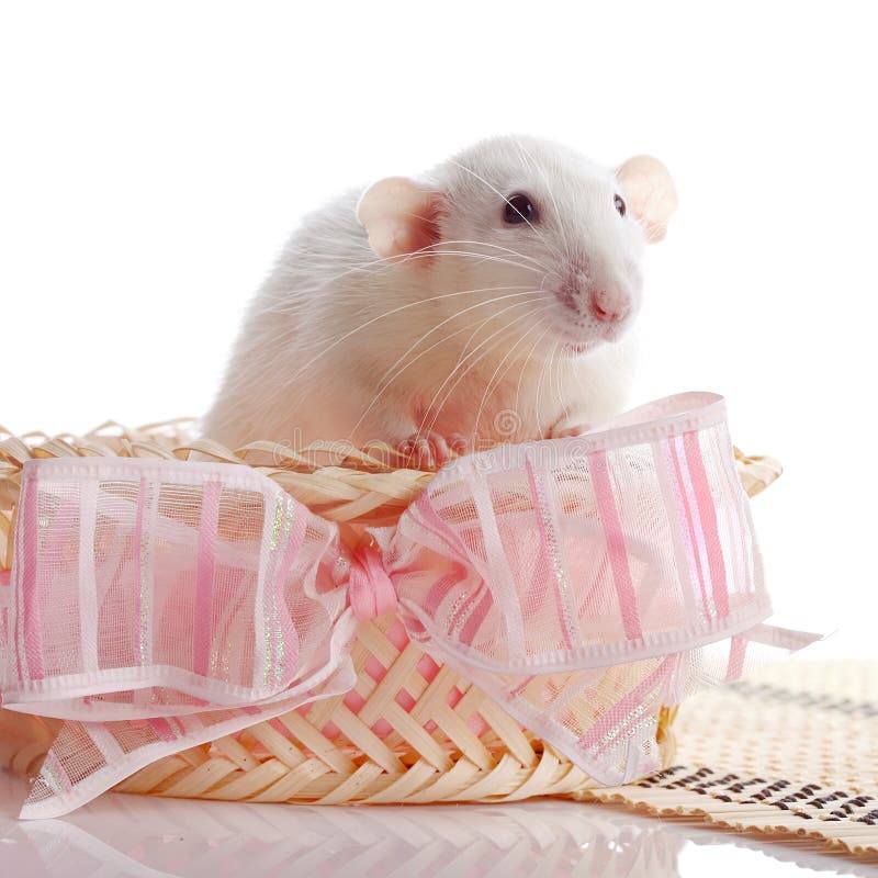 White Rat in a Basket with a Pink Bow. Stock Photo - Image of rodent ...