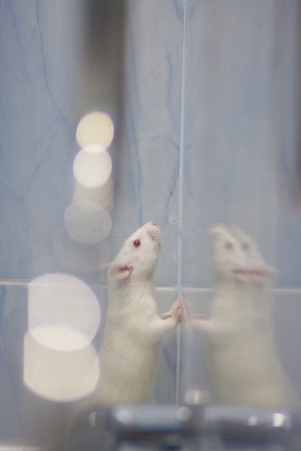 White Rat in the Bathroom with Stock Photo - Image of nasty, carrier ...