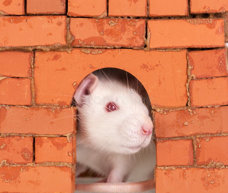 White rat in a brick house stock photo. Image of house - 159212382