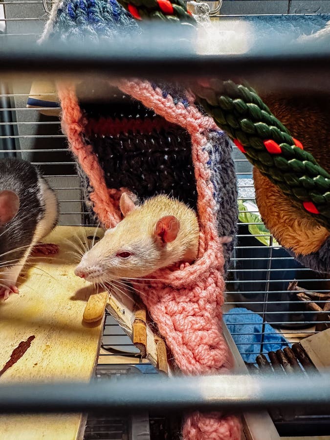 White Rat is in a Cage with a Pink Blanket Stock Image - Image of cute ...