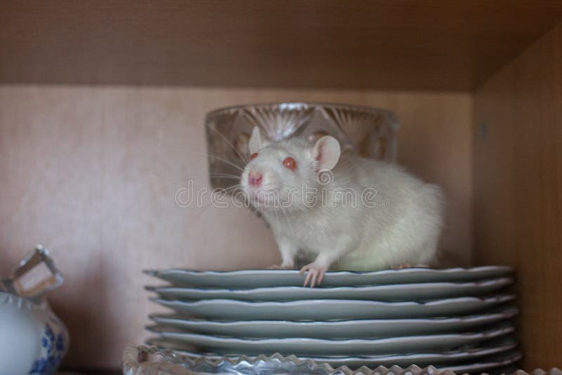 2020 Chinese New Year Rat Zodiac Sign. Red and Gold Festive Background ...