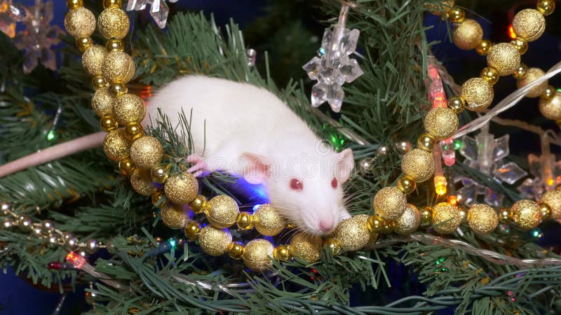 White Rat, Christmas Animal 2020. Sits on a Christmas Tree among Gold ...