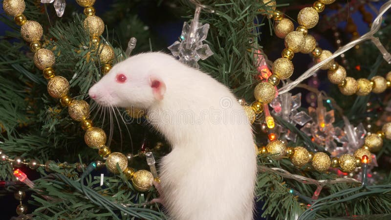 White Rat, Christmas Animal 2020. Sits on a Christmas Tree among Gold ...