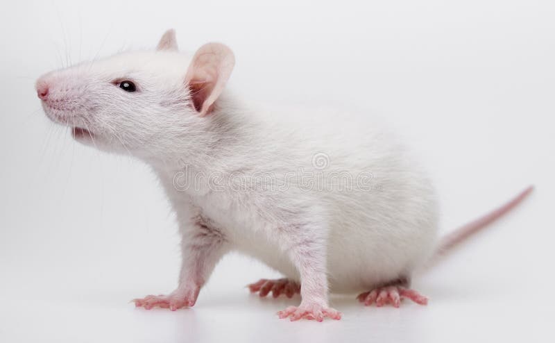 White rat stock image. Image of back, portrait, bread - 30420899