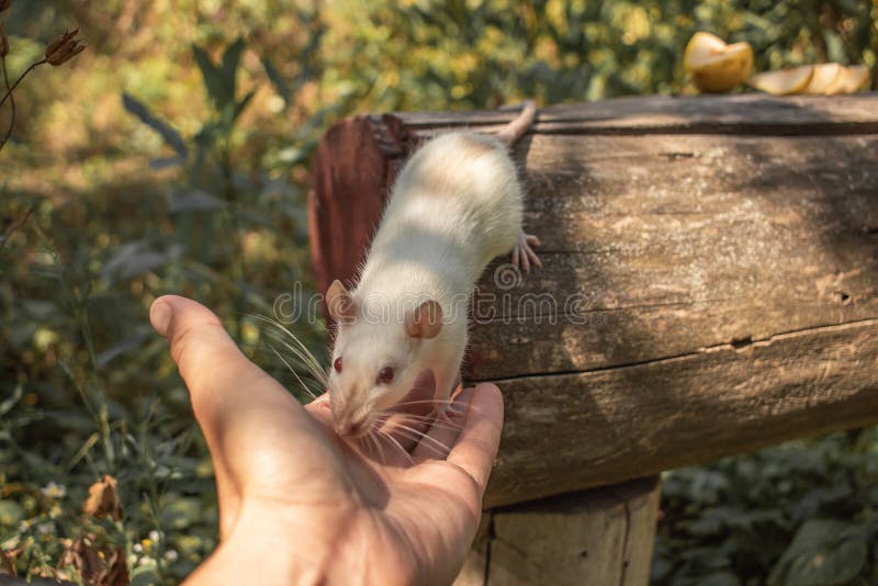 A White Rat Crawls on a Log. the Rodent is Looking for Food. the Rat is ...