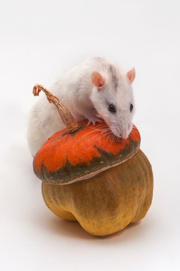 White Rat with a Decorative Pumpkin. Stock Image - Image of animal ...