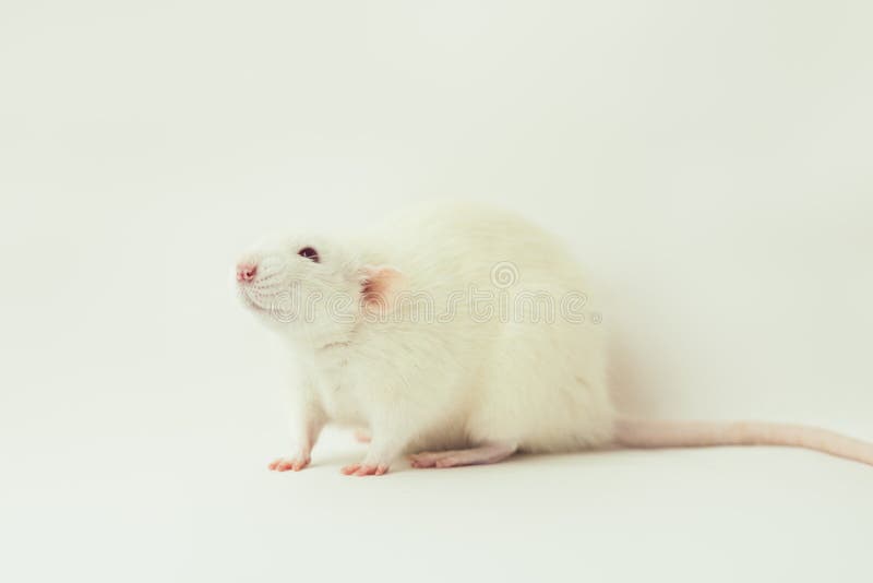 White Rat Dumbo with Red Eyes Eating Cheese and Looking To the Camera ...