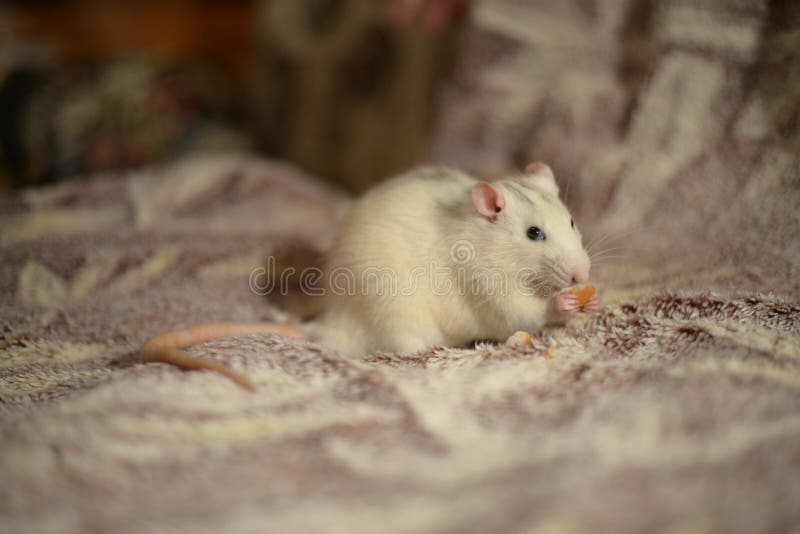 White rat and box stock photo. Image of rodent, fancy - 53457802