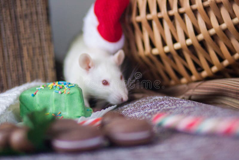 White Rat Eats Macaroons. Colored Biscuits Stock Image - Image of cute ...