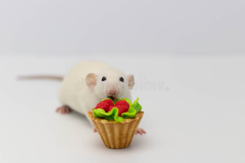 White Rat Eats a Sweet and Delicious Cake or Muffin. Birthday Cake ...