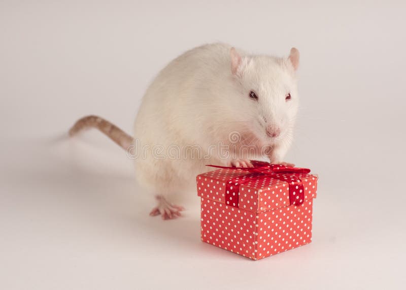 White rat and gift stock image. Image of hamster, surprise - 168646165