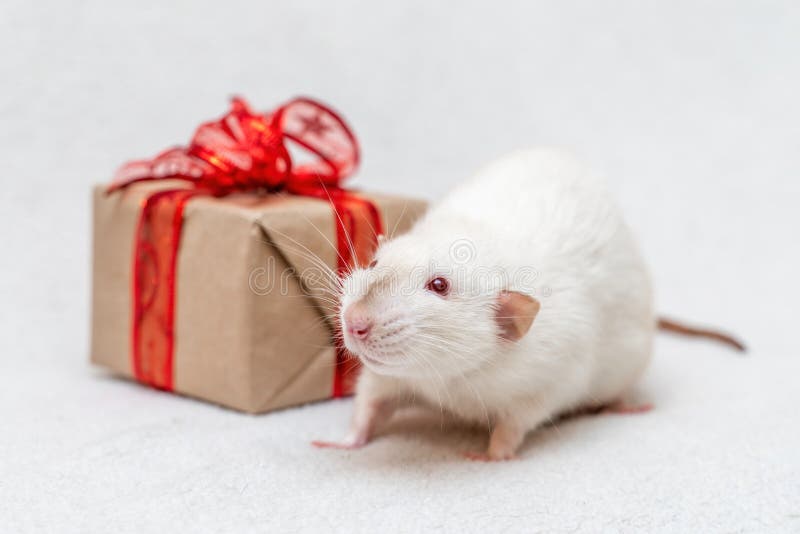 White Rat Gift. the Rat Sits on a White Carpet with a Gift Box with a ...