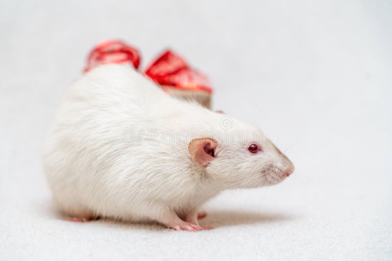 White Rat Gift. the Rat Sits on a White Carpet with a Gift Box with a ...