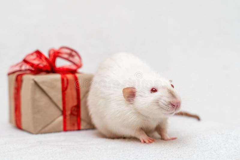 White Rat Gift. the Rat Sits on a White Carpet with a Gift Box with a ...