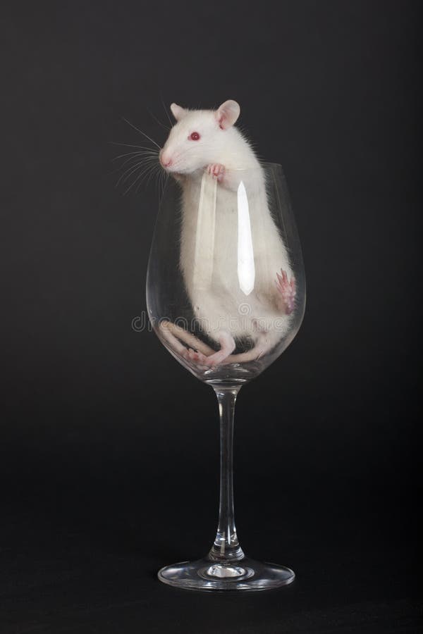White rat in a glass stock image. Image of glass, whisker - 26148557