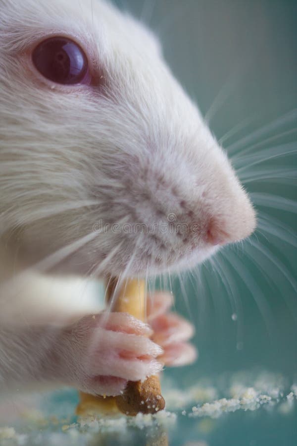White Rat Gnaws Food. the Mouse is Eating Stock Image - Image of close ...