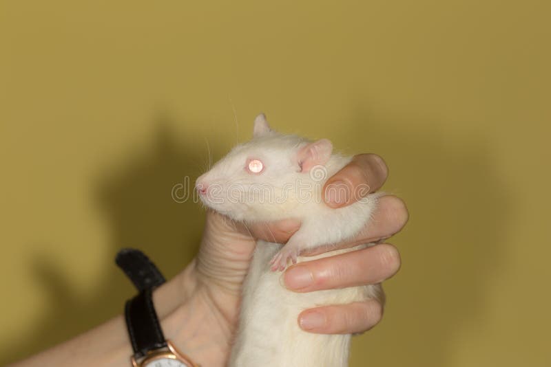 The Rat on the fingers stock photo. Image of human, domestic - 7176624