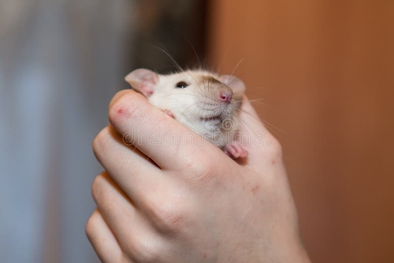 A White Rat in the Hands of a Child. Stock Image - Image of curiosity ...