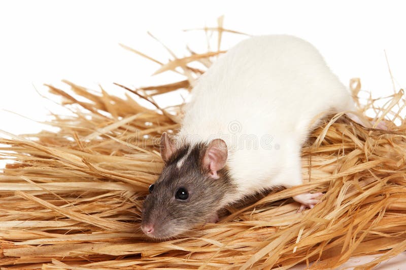 White rat and hay stock image. Image of funny, mouse - 134521507
