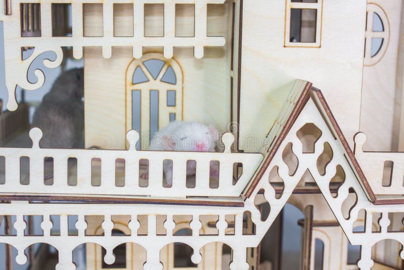 White Rat on the House. the Concept of Self-isolation Stock Photo ...