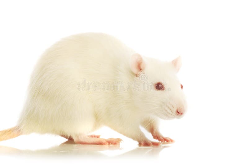 White Rat Isolated on White Background Stock Photo - Image of mouse ...