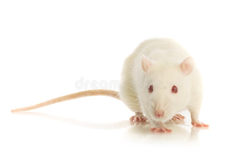 Side View of an Albino White Mouse Looking Up, Stock Image - Image of ...