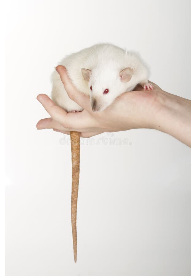 White rat stock photo. Image of mouse, studio, laboratory - 33038750