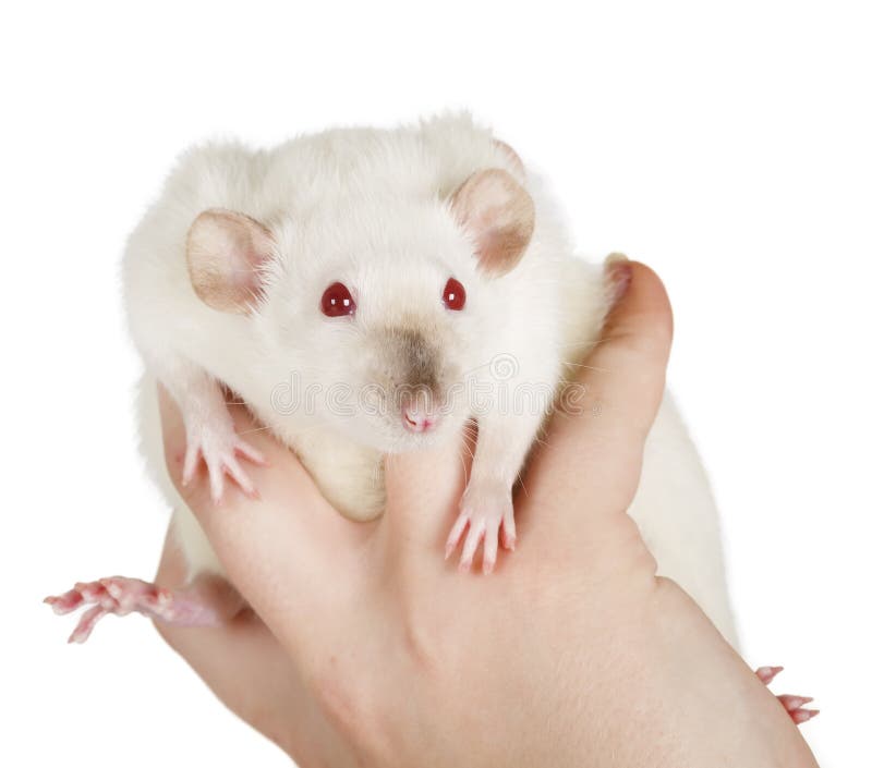 White rat stock photo. Image of grey, gray, studio, pest - 33038746