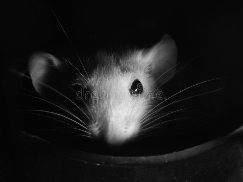 White rat stock image. Image of curiosity, home, camera - 45940641