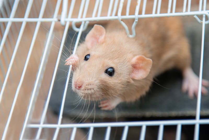 A White Rat Looks Out of an Open Cage Stock Photo - Image of dumbo ...