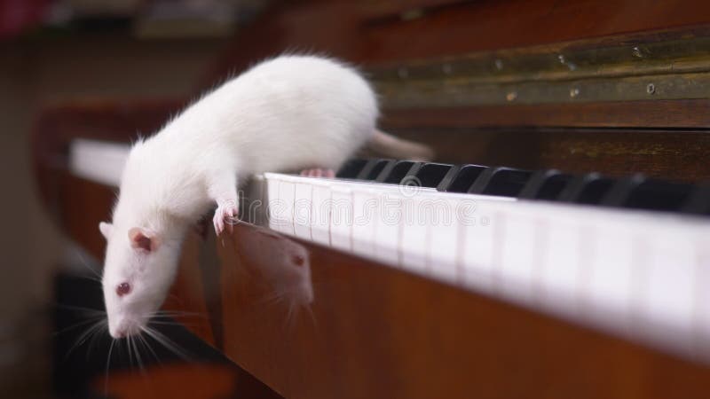 White Rat Plays the Piano. White Mouse Running on the Piano Keyboard ...