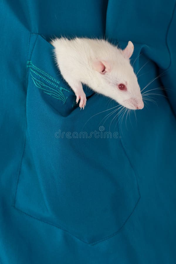 White rat in a pocket stock image. Image of young, domestic - 24659819
