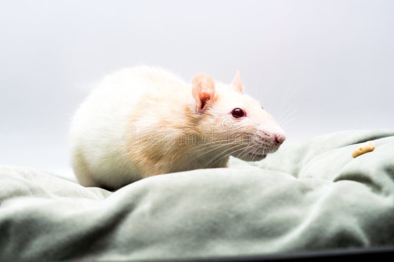 White rat with red eyes stock image. Image of cute, curiosity - 170940793