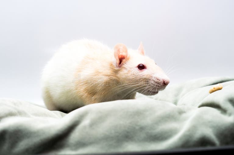White rat with red eyes stock image. Image of cute, curiosity - 170940793