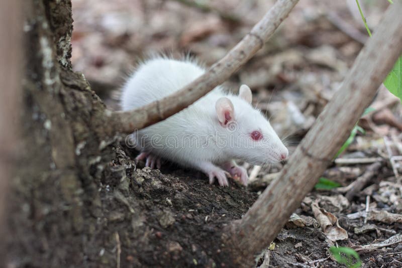White rat stock image. Image of white, branches, forest - 49125181