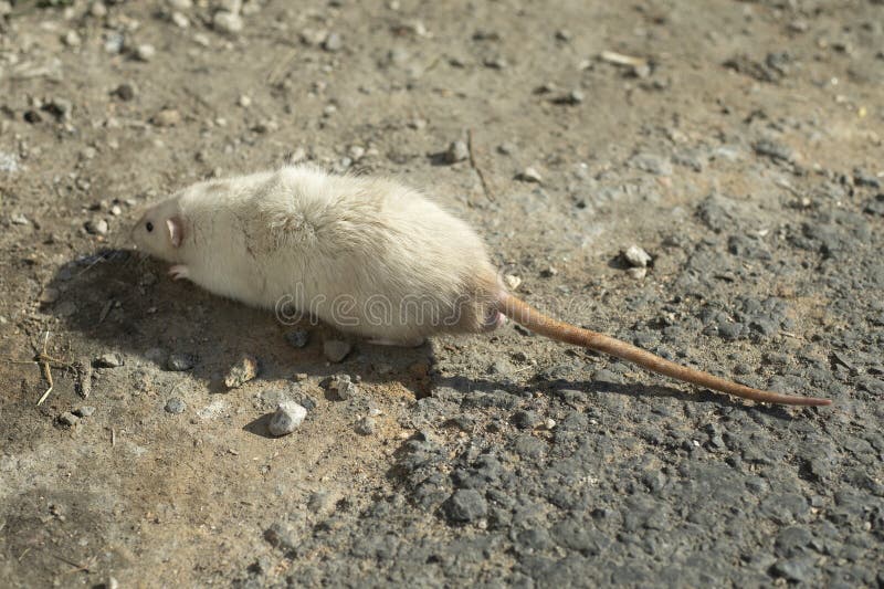 White Rat Running on Asphalt. Rat on the Street Stock Photo - Image of ...