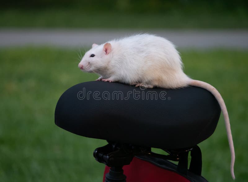 White Rat Sits on a Bicycle Seat in Spring Park Stock Photo - Image of ...