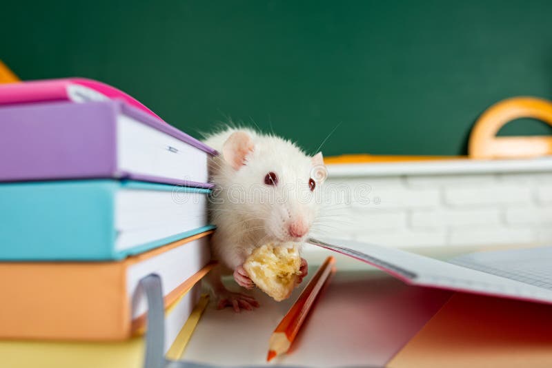 Concept Of Education And Teaching. Teenage Female Student Preparing For ...