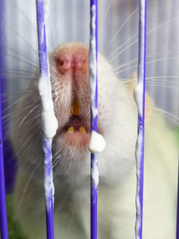 White Rat Sitting in a Cage. Muzzle a Mouse Large Plan Stock Photo ...