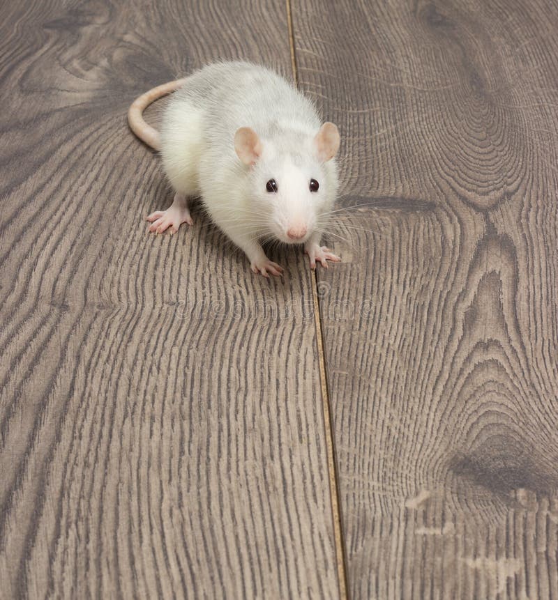 White rat stock photo. Image of looking, animals, pets - 46728406